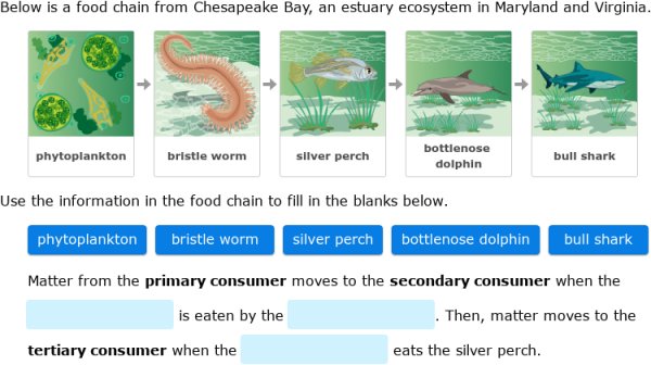 IXL - How does matter move in food chains? (Year 8 science practice)
