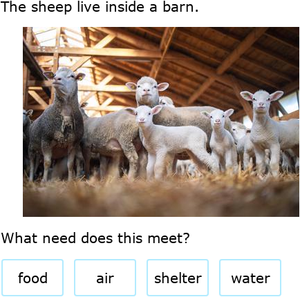 IXL - What do animals need to survive? (Year 1 science practice)