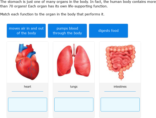 IXL - Organisation in the human body (Year 8 science practice)