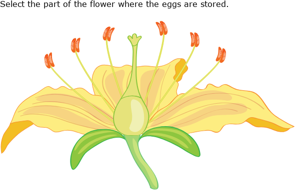 IXL - Identify flower parts and their functions (Year 5 science practice)