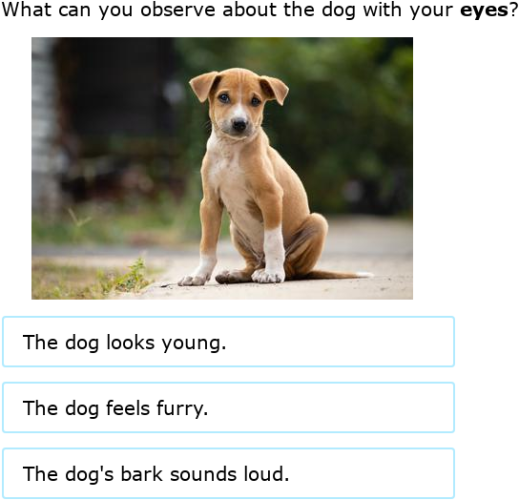 IXL - The five senses (Foundation science practice)