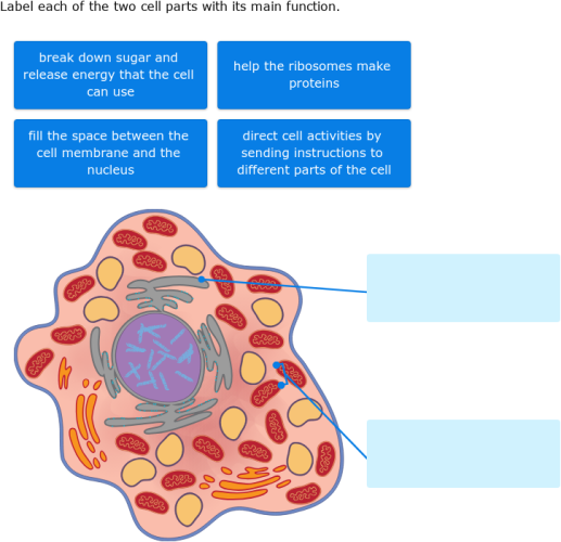 IXL - Animal cell diagrams: label parts (Year 7 science practice)