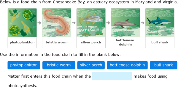 IXL - How does matter move in food chains? (Year 4 science practice)