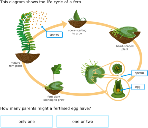 IXL - Moss and fern life cycles (Year 7 science practice)