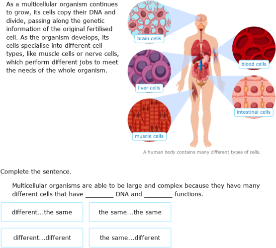 IXL - Introduction to cell division (Year 9 science practice)