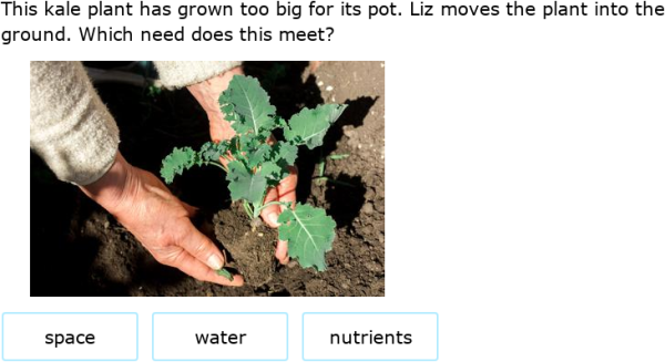 IXL - What do plants need to survive? (Foundation science practice)