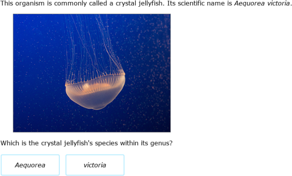 IXL - Identify common and scientific names (Year 7 science practice)