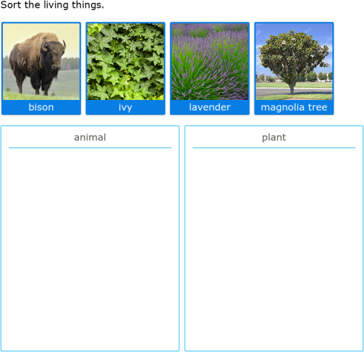 IXL - Identify plants and animals (Year 1 science practice)
