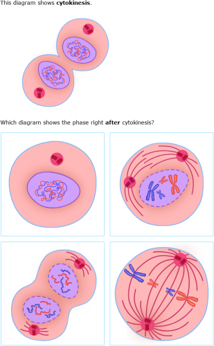 IXL - Mitosis and the cell cycle (Year 8 science practice)