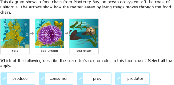IXL - Identify roles in food chains (Year 3 science practice)