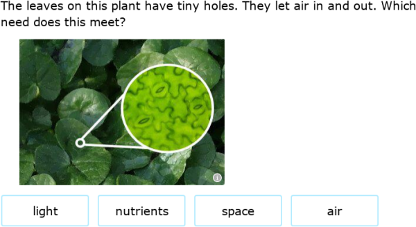 IXL - What do plants need to survive? (Year 1 science practice)