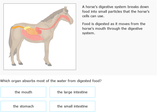 IXL - Body systems: digestion (Year 7 science practice)