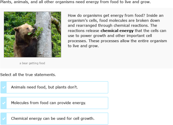 IXL - How do plants use and change energy? (Year 8 science practice)
