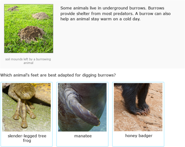 IXL - Animal adaptations: feet and limbs (Year 6 science practice)