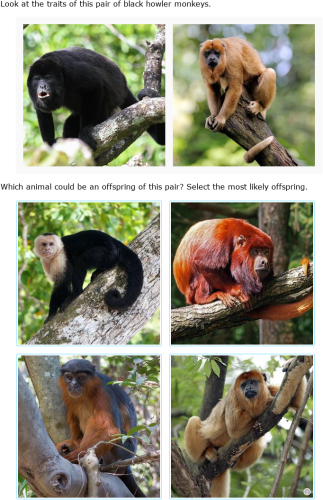 IXL - Match offspring to parents using inherited traits (Year 6 science ...