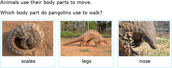 IXL - How do animals use their body parts? (Foundation science practice)