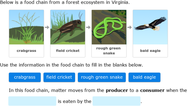 IXL - How does matter move in food chains? (Year 3 science practice)