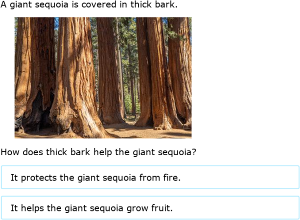 IXL - Where do turtle grass and giant sequoias live? (Foundation science practice)