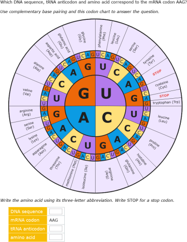 IXL - Use a codon wheel to transcribe and translate DNA sequences (Year ...