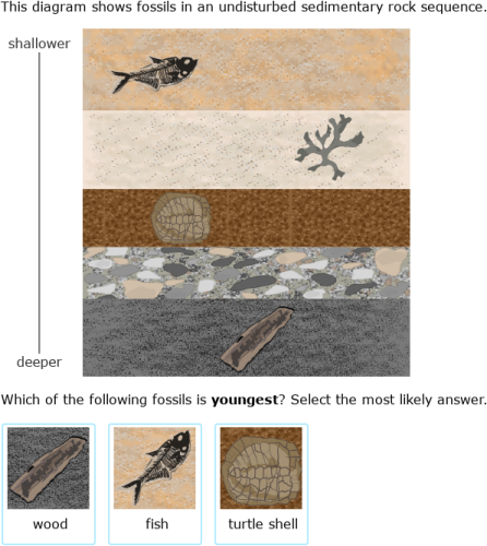 IXL - Compare ages of fossils in a rock sequence (Year 8 science practice)