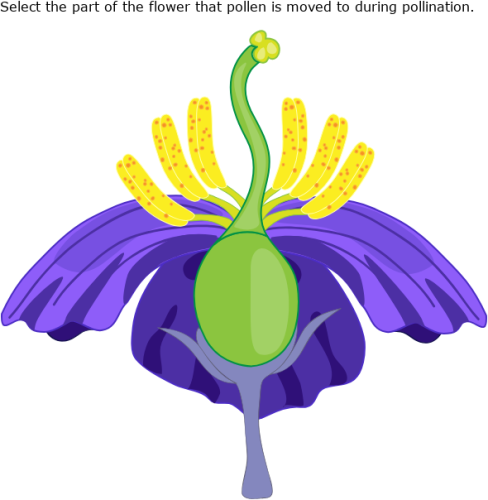 IXL - Identify flower parts and their functions (Year 4 science practice)