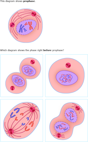 IXL - Describe phases of mitosis and the cell cycle (Year 10 science ...