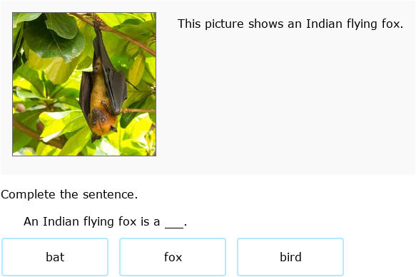 IXL - Pollinator: Indian flying fox (Year 3 science practice)