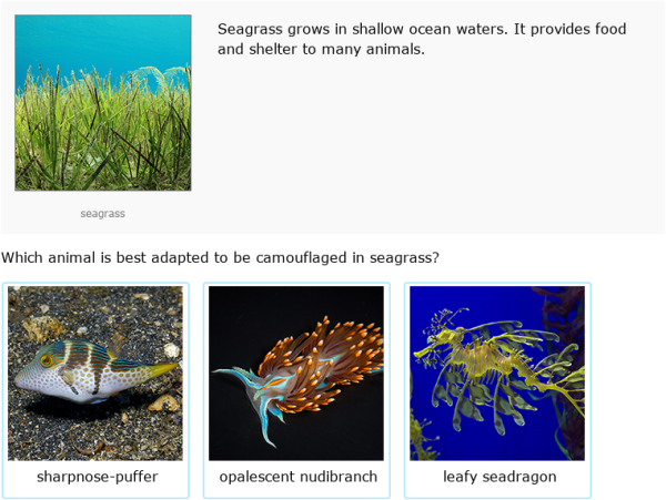 IXL - Animal adaptations: skins and body coverings (Year 6 science ...