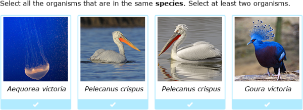 IXL - Use scientific names to classify organisms (Year 7 science practice)