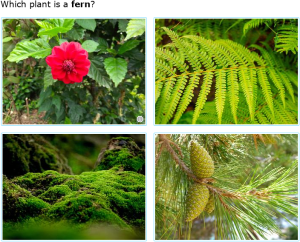 IXL - Identify types of plants (Foundation science practice)