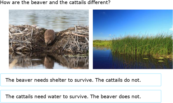 IXL - Compare plants and animals (Foundation science practice)