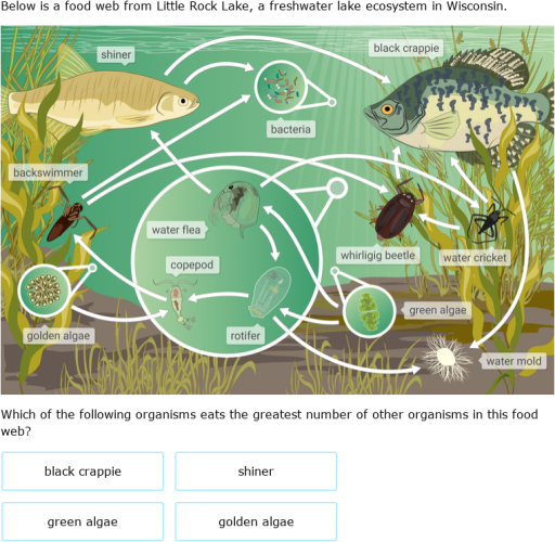 IXL - Interpret food webs II (Year 7 science practice)