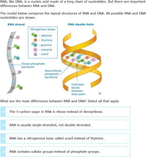 IXL - Structure and function: nucleic acids (Year 9 science practice)