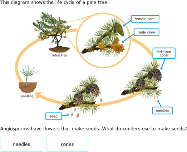 IXL - Angiosperm and conifer life cycles (Year 8 science practice)