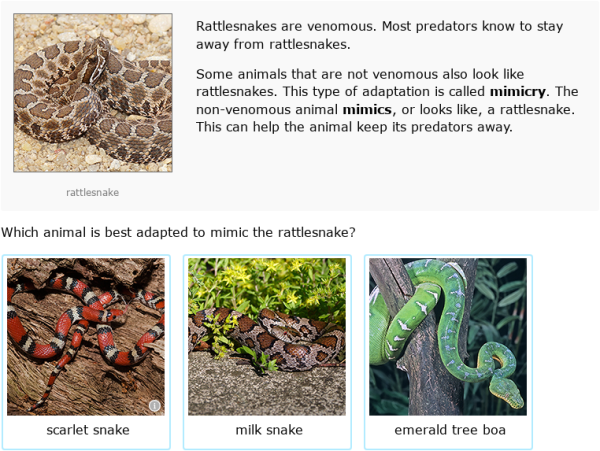 IXL - Animal adaptations: skins and body coverings (Year 5 science ...