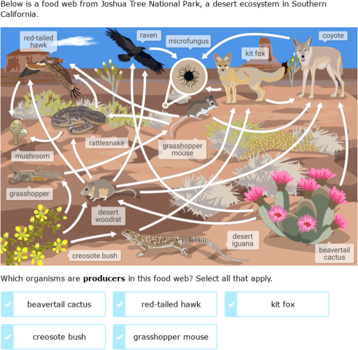 IXL - Interpret food webs I (Year 8 science practice)
