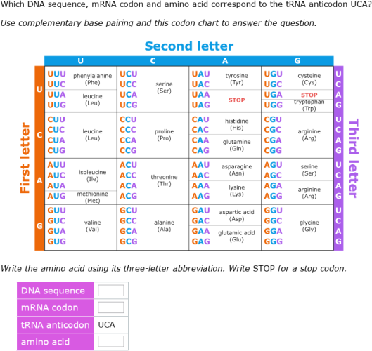 IXL - Use a codon table to transcribe and translate DNA sequences (Year ...