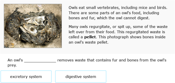 IXL - Body systems: removing waste (Year 8 science practice)