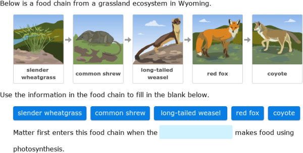 IXL - How does matter move in food chains? (Year 7 science practice)