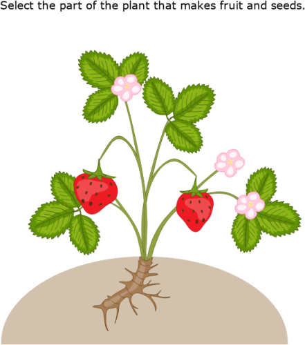 IXL - Identify what plant parts do (Year 1 science practice)