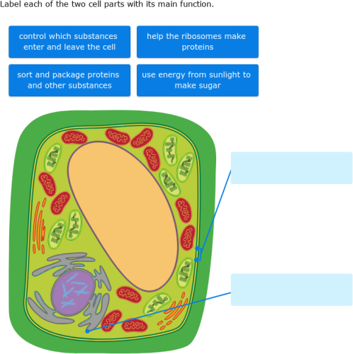 IXL - Plant cell diagrams: label parts (Year 7 science practice)