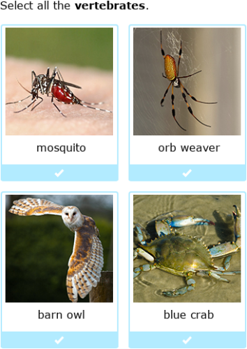 IXL - Identify vertebrates and invertebrates (Year 3 science practice)