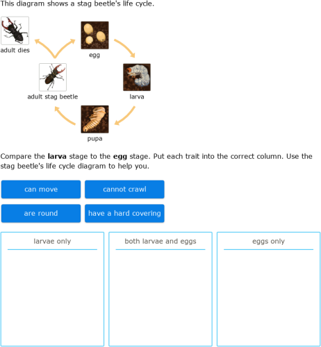 IXL - Compare stages of an animal's life cycle (Year 3 science practice)