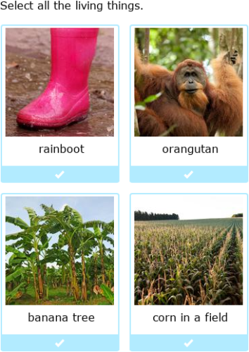 IXL - Identify living and non-living things (Year 3 science practice)