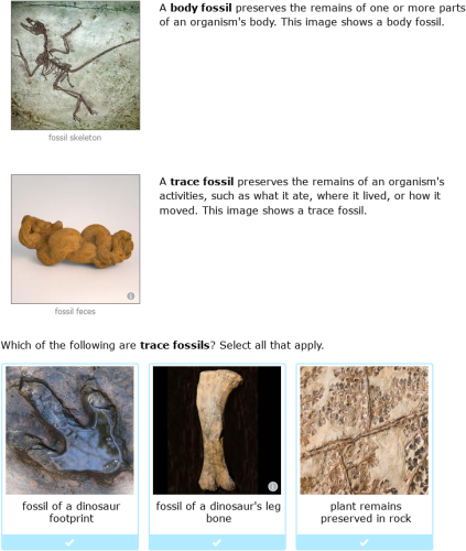 IXL - Identify and classify fossils (Year 4 science practice)