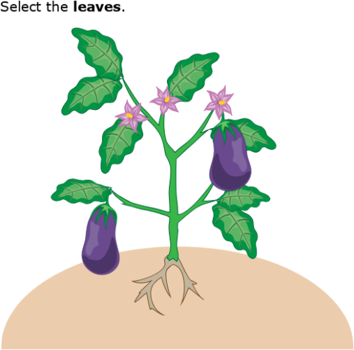 IXL - Identify plant parts (Foundation science practice)