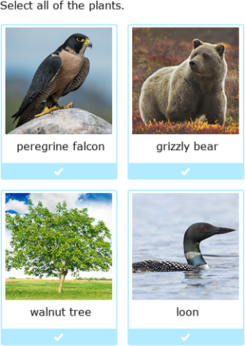 IXL - Identify plants and animals (Year 3 science practice)