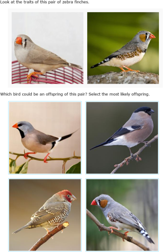 IXL - Match offspring to parents using inherited traits (Year 3 science ...