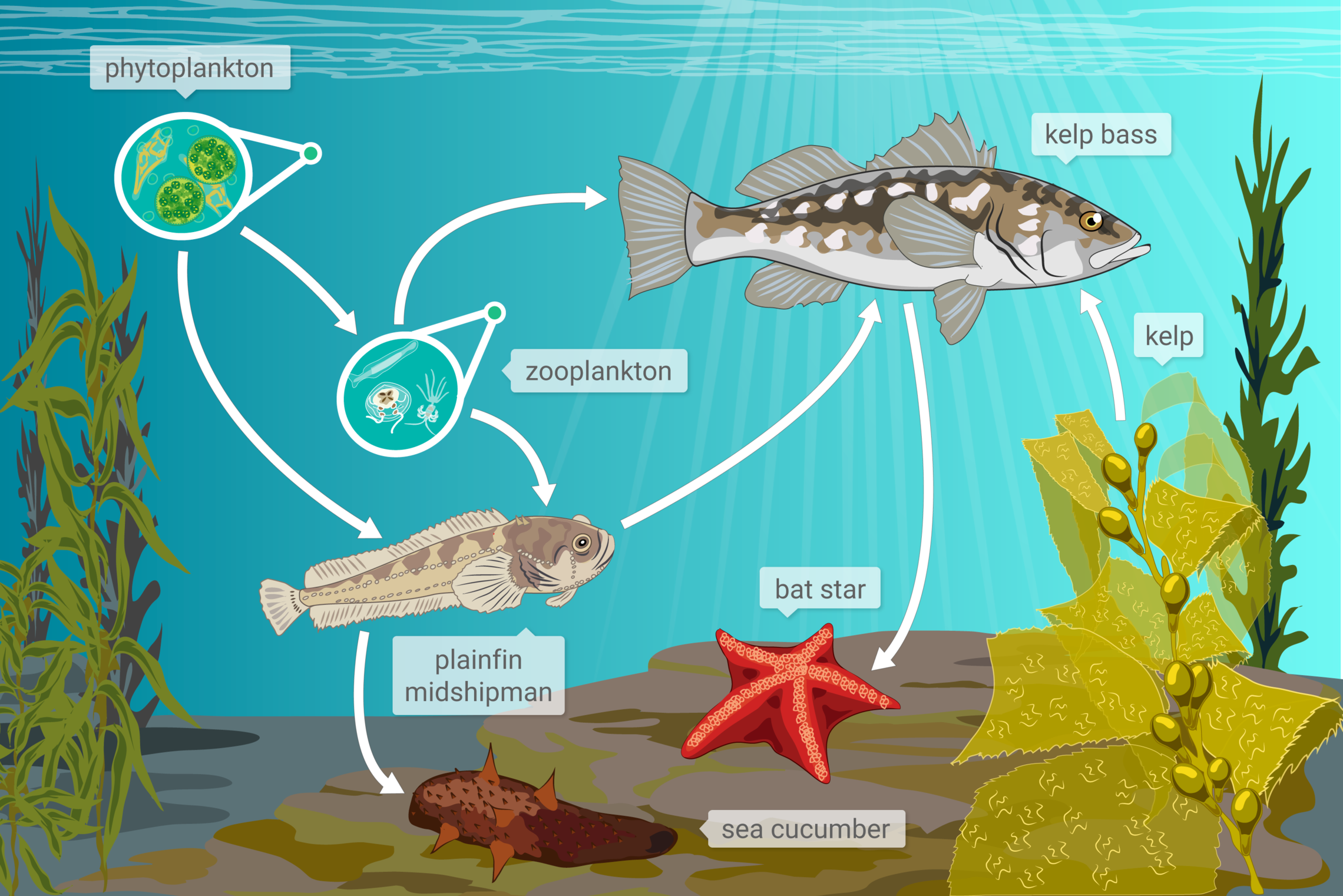 The Ocean Food Web 17 Best Ocean Food Web Ideas | Ocean Food Web, Food